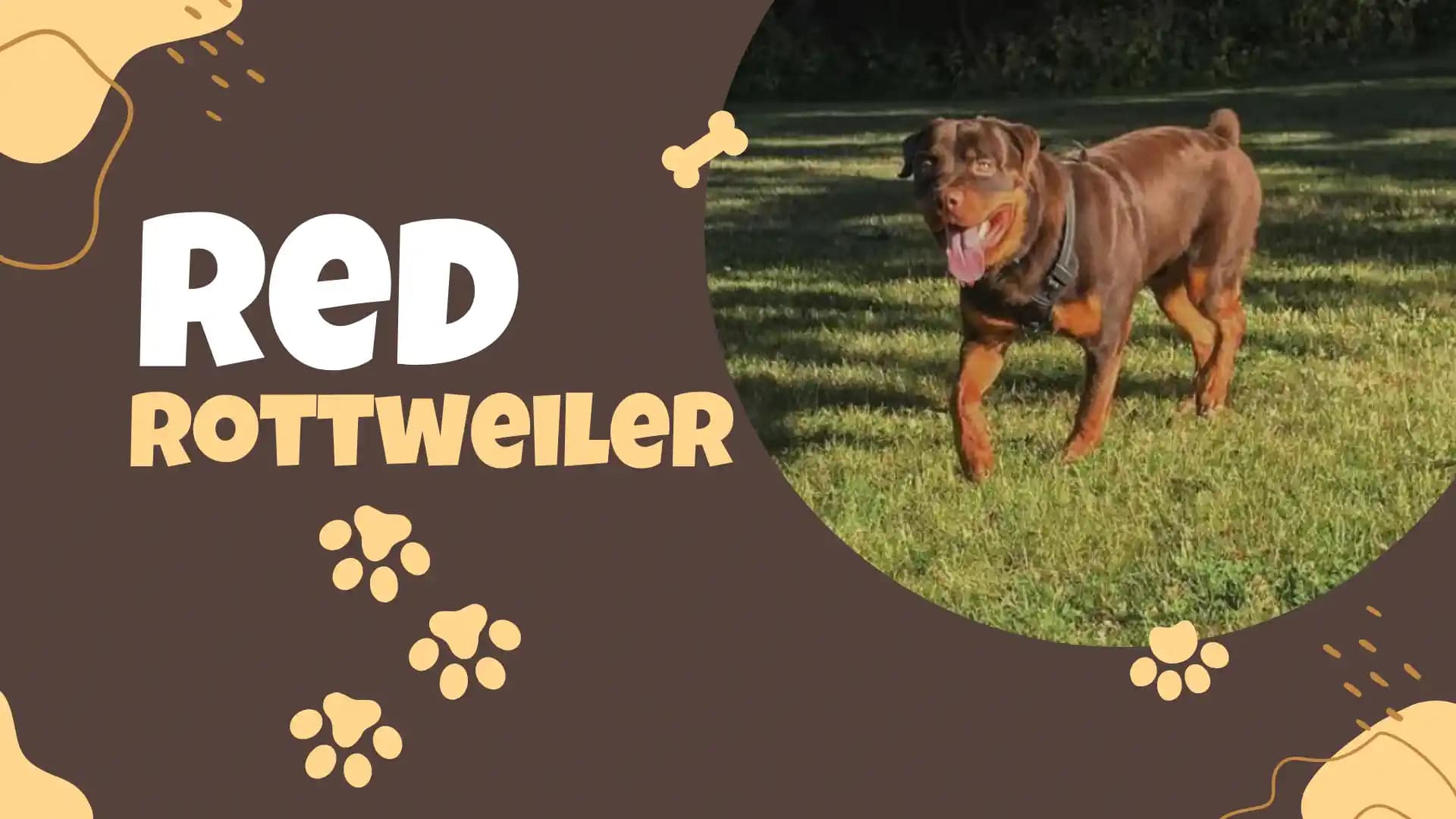 🐕 Red Rottweiler: Actual Guide, Facts, Photos And History